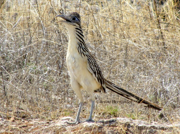 Lesser roadrunner - Alchetron, The Free Social Encyclopedia