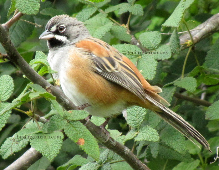 Birding Oaxaca – Nature and Birding Tours in Oaxaca