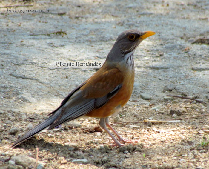 Rufous backed thrush - Alchetron, The Free Social Encyclopedia