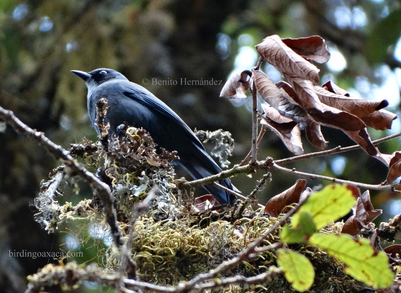 Birding Oaxaca » Dwarf Jay