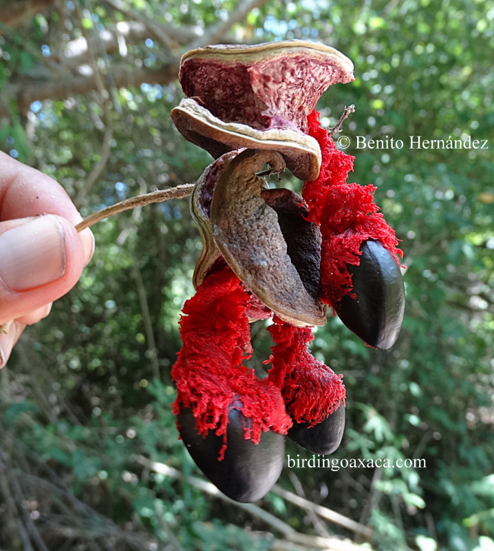 Birding Oaxaca » Pithecellobium Lanceolatum