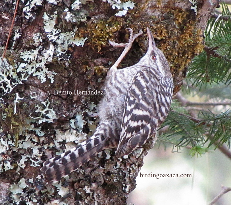 Birding Oaxaca » Gray-barred Wren