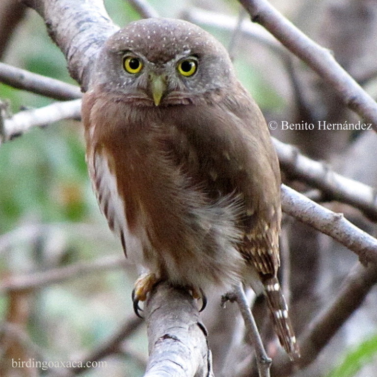 Birding Oaxaca » Colima Pygmy Owl